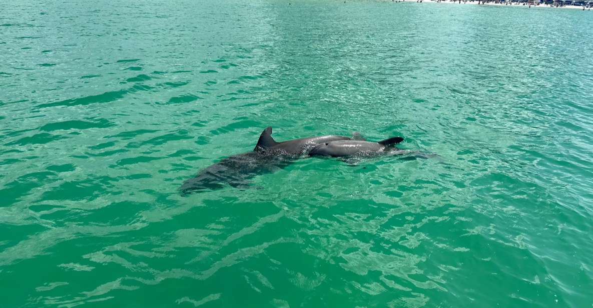 Clearwater Beach: Dolphin & Island Sandbar Cruise
