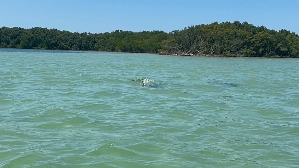 Clearwater: Dolphin Jet Ski Tour - 1 SKI FOR UP TO 3 PEOPLE