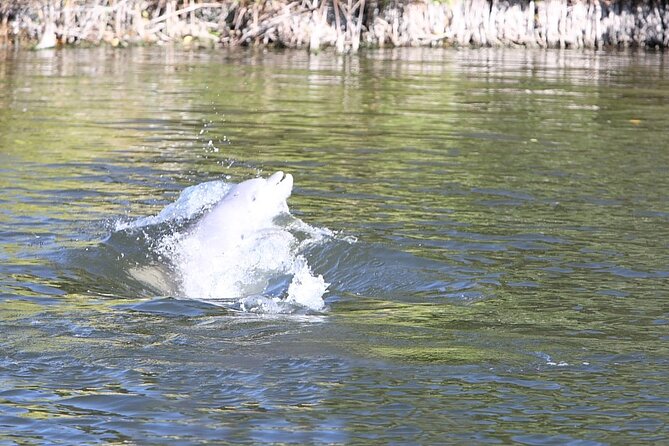 Cocoa Beach Dolphin Tours on the Banana River
