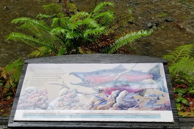 Combo Tour: Muir Woods, Sausalito and Sonoma Wine Country Tour - A Closer Look at the Tour Itinerary