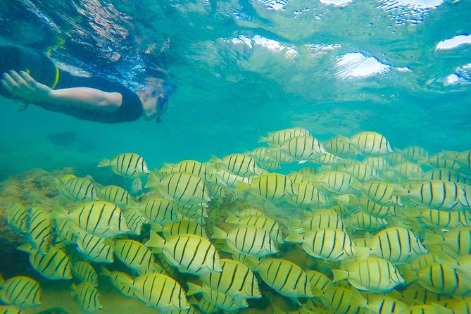 Customizable Island Tours Tours on Oahu - The Experience: What to Expect on the Tour