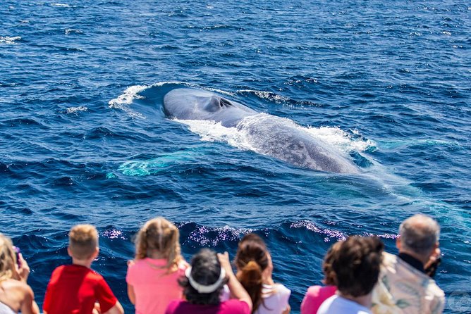 Dana Point Dolphin and Whale Watching Eco-Safari