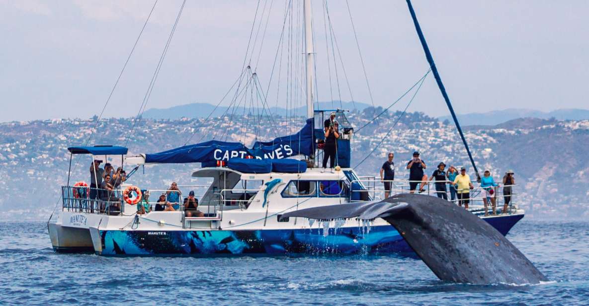 Dana Point Dolphin & Whale Watching With Underwater Viewing