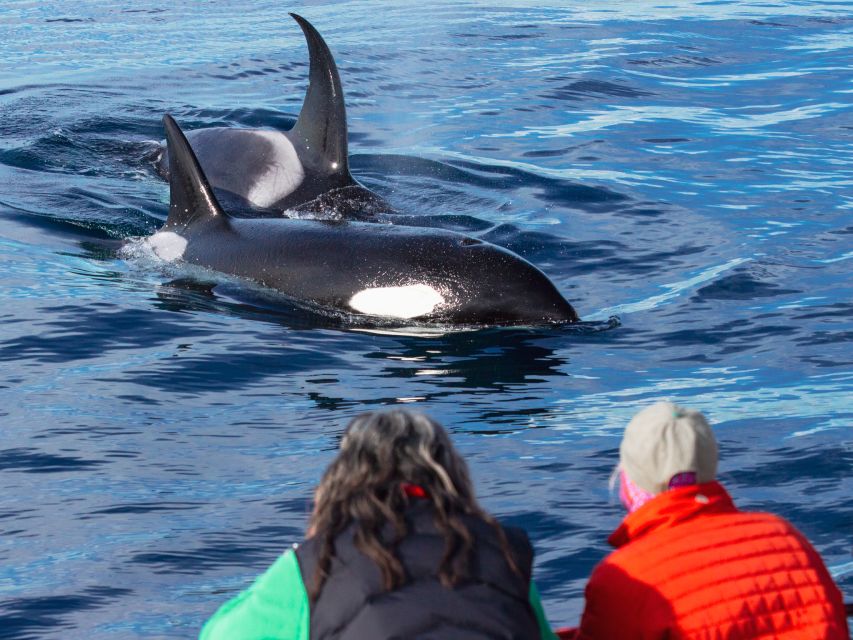 Dana Point Dolphin & Whale Watching With Underwater Viewing - Why This Tour Offers Excellent Value