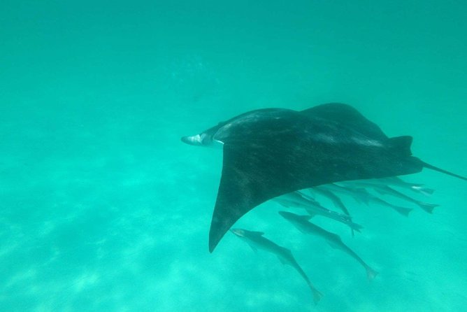Destin Dolphin Cruise