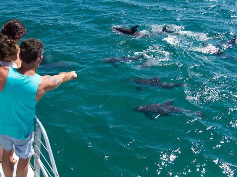 Destin: Dolphin Watching Cruise