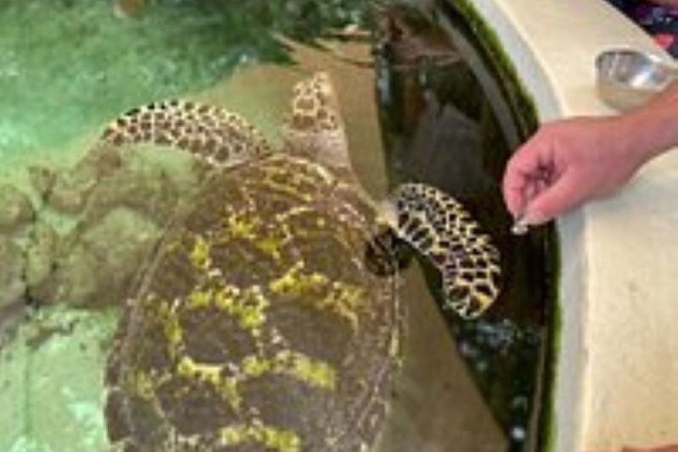 Discover Fijian Culture and Reptiles - Discover Fijian Culture and Reptiles: A Detailed Look