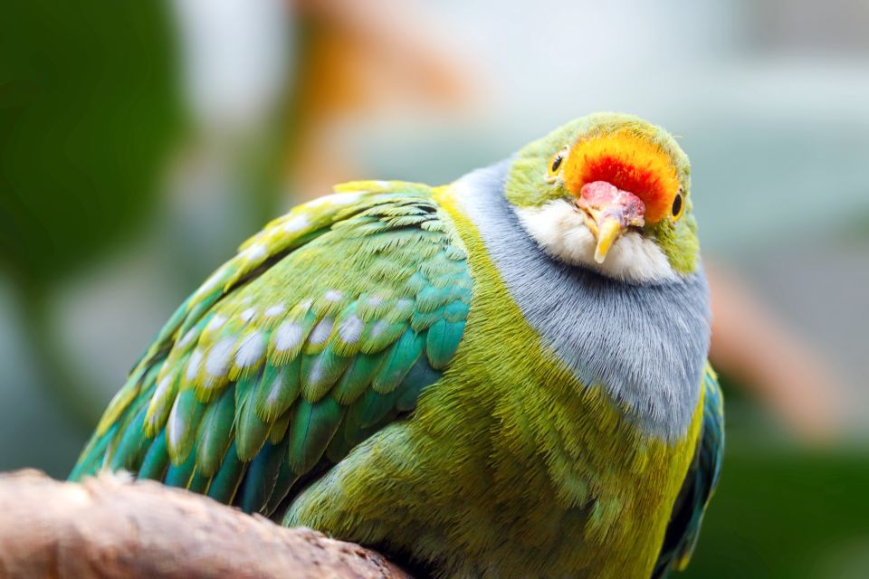 Discover Fijian Culture and Reptiles - An In-Depth Look at the Tour