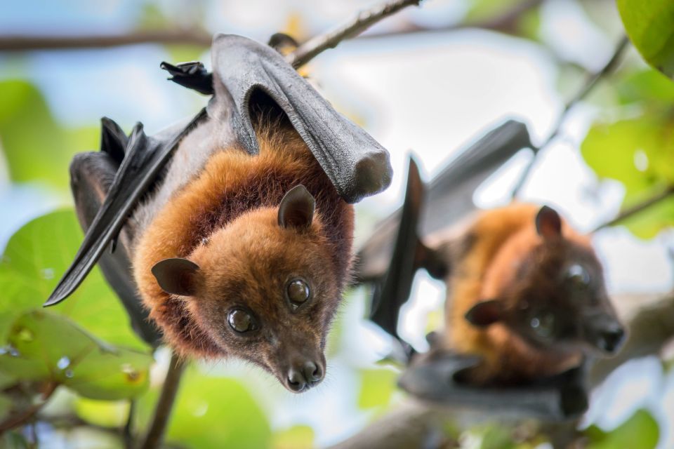 Discover Fijian Culture and Reptiles - What the Reviews Say