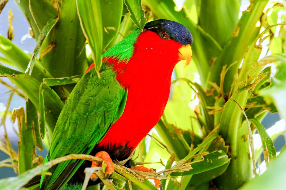 Discover Fijian Culture and Reptiles - Who Is This Tour Best For?