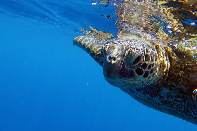 DISCOVER Scuba Diving Experience in Honolulu - Why Choose the Discover Scuba Experience?