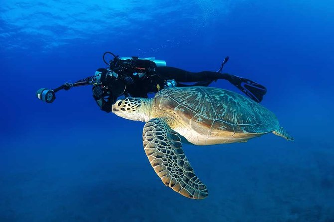 DISCOVER Scuba Diving Experience in Honolulu - The Highlights from Actual Guests