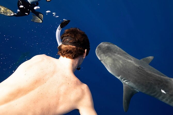 Dive with sharks in Oahu Hawaii: Educational Tour (No cage) - The Detailed Itinerary in Depth