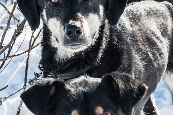 Dog Sledding - Subarctic Wilderness Tour - Price and Value