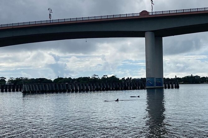 Dolphin and Manatee Stand Up Paddleboard Tour in Daytona Beach