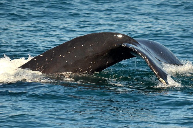Dolphin and Whale Watching Sunset Cruise