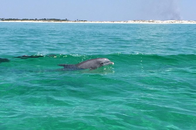 Dolphin Cruise in Destin FL - An In-Depth Look at the Destin Dolphin Cruise Experience