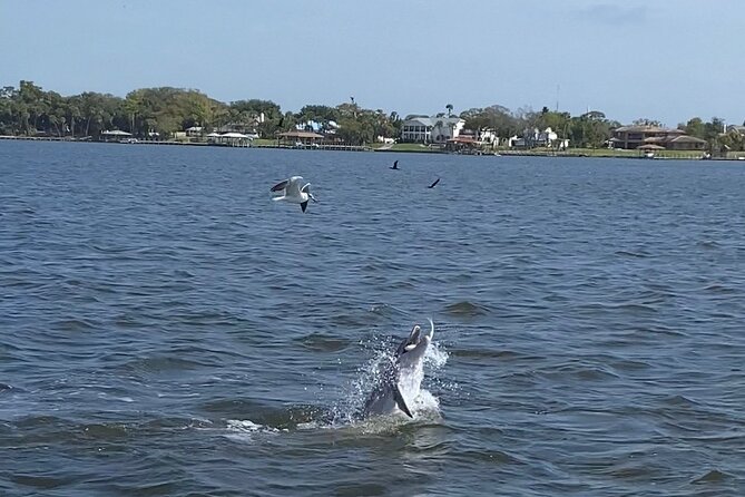 Dolphin/Manatee Pontoon Boat Tour with Local Expert