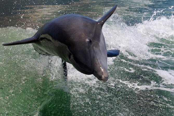Dolphin Tour in St. Pete Beach