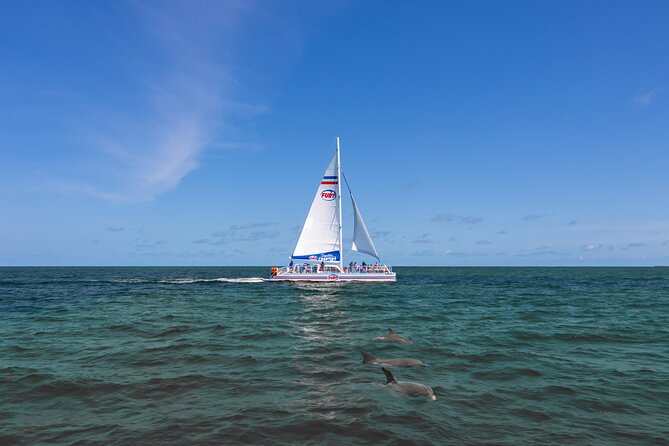 Dolphin Watch & Harbor Tour in Historical St. Augustine