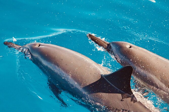 Dolphin Watching and Snorkeling on the West Coast of Oahu