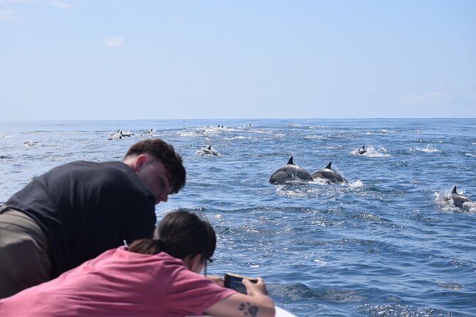 Dolphin & Whale Watching