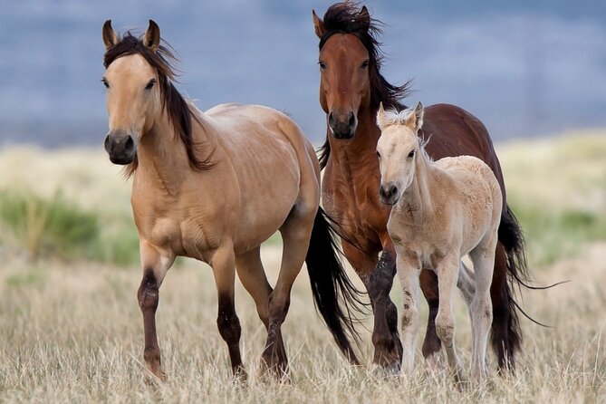 DZRT Splendor Adventure: "RED ROCK RIM" UTV TOUR - Petroglyphs & Pioneer Saloon - Introduction