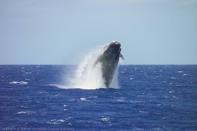 Early Bird Whale Watching Cruise from Waikiki - Introduction