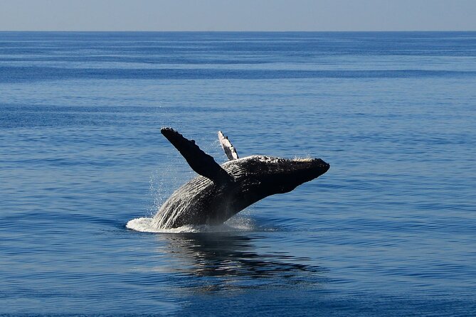 Early Bird Whale Watching Cruise from Waikiki - Who Is This Tour Best For?