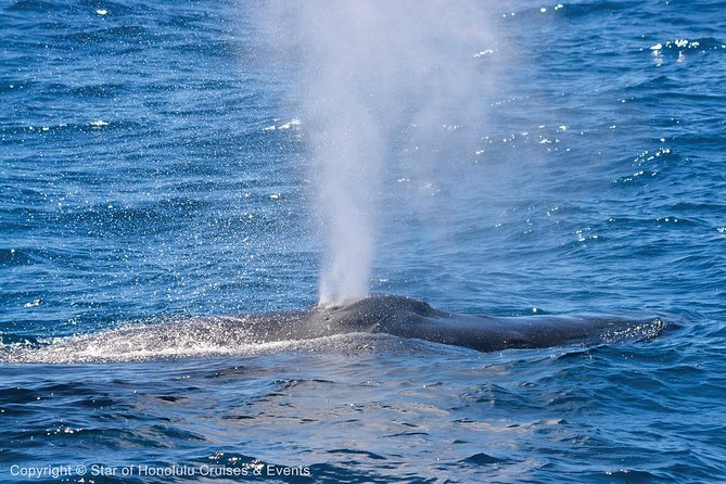 Early Bird Whale Watching Cruise from Waikiki - Note:  