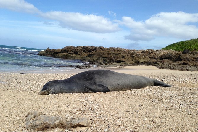 Eco-adventure friendly Aloha Island Tour - Key Points