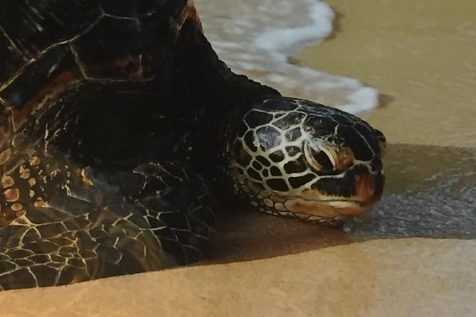 Eco-adventure friendly Aloha Island Tour - Practical Details & What You Can Expect