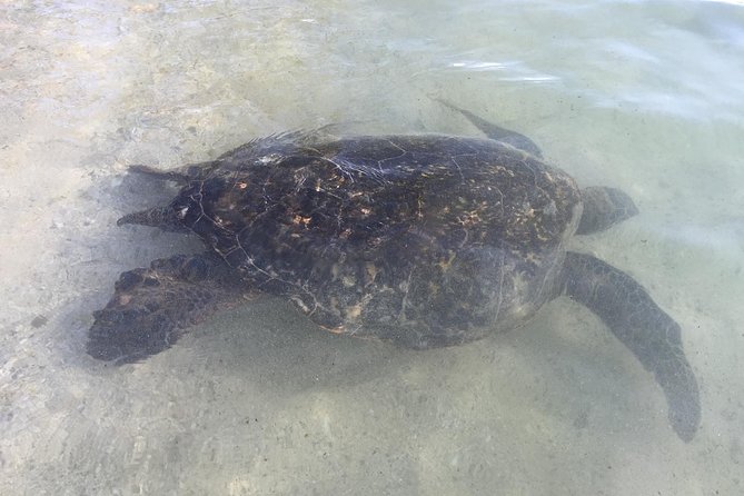 Eco-adventure friendly Aloha Island Tour - Who Will Love This Tour?