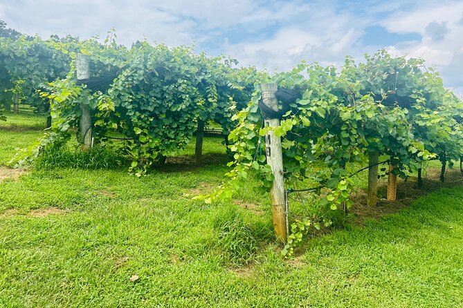 Elijay Three Vineyards Private Wine Tasting Tour from Atlanta