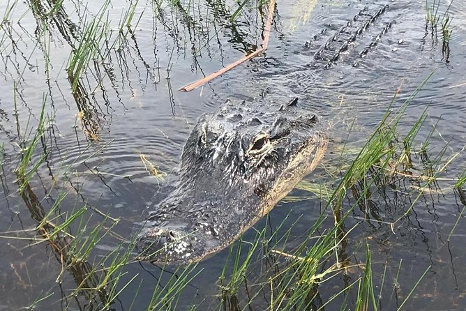 Everglades Airboat Safari Adventure with Transportation - Final Thoughts