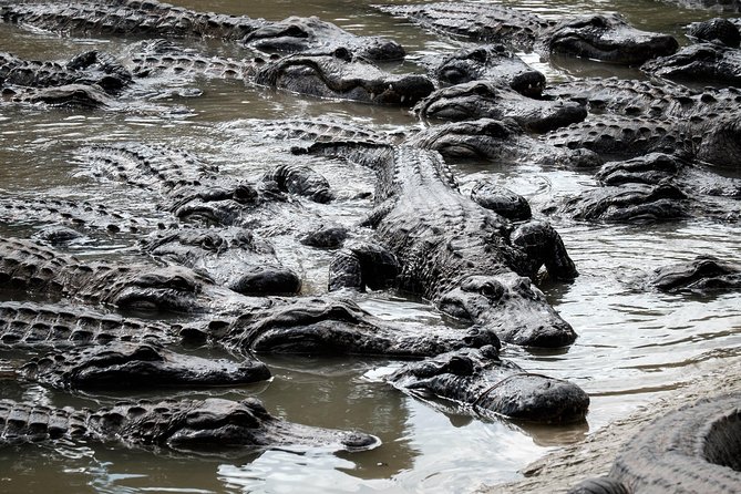 Everglades Airboat, Wildlife Show and free Photo - FAQs