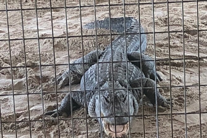 Everglades Alligator Airboat Adventure from Miami - Who Should Consider This Tour?