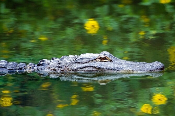 Everglades Express Small Group Tour from Miami with Airboat Ride - FAQ
