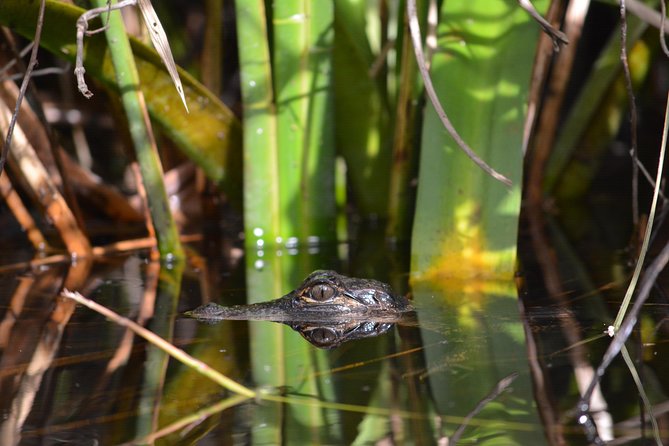 Everglades Kayak Safari Adventure Through Mangrove Tunnels