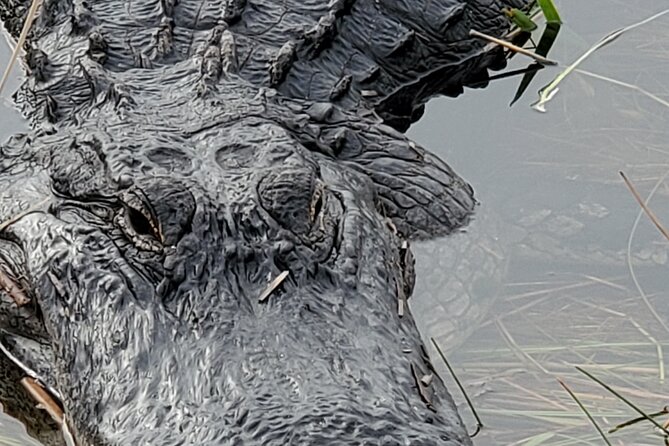 Everglades National Park Naturalist Led Hike, 2 Boat Trips + More