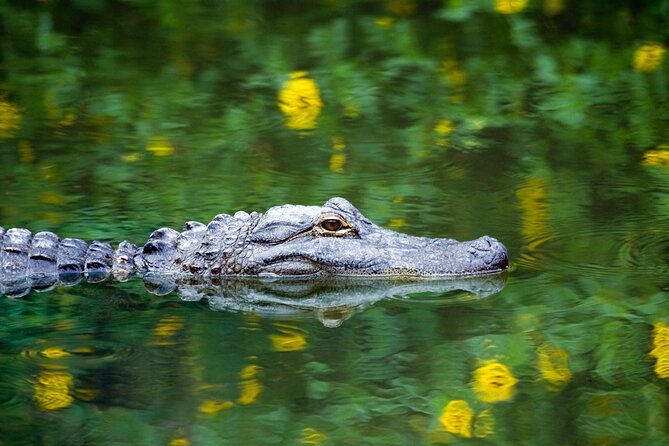Everglades Tour with professional Tourguide inclusive pickup - Key Points