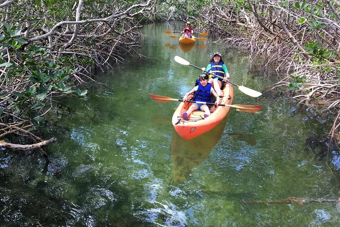 Explore Mangrove Creeks with an All Day SUP/single kayak Rental