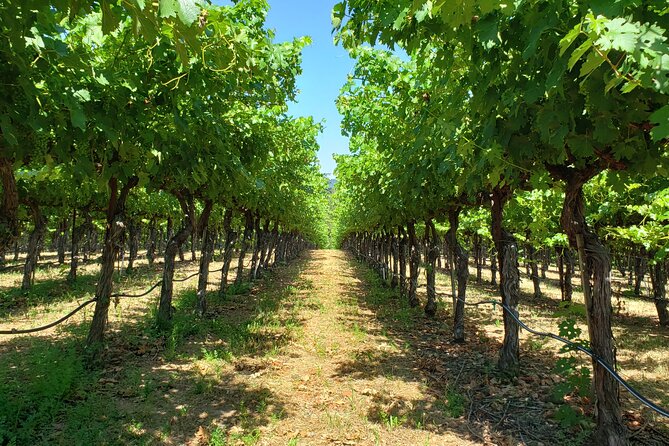 Explore Napa or Sonoma County Vineyards (Based on your reference) - 8 Hour Tour - Key Points