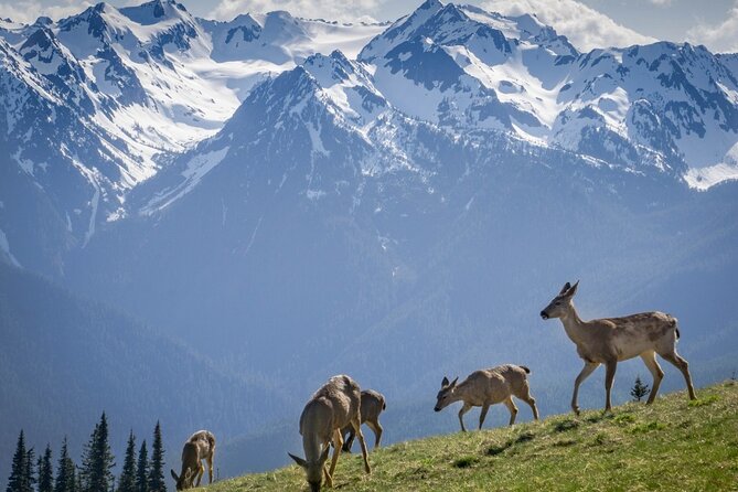 Explore Olympic National Park from Seattle through Van /Ferry - FAQs
