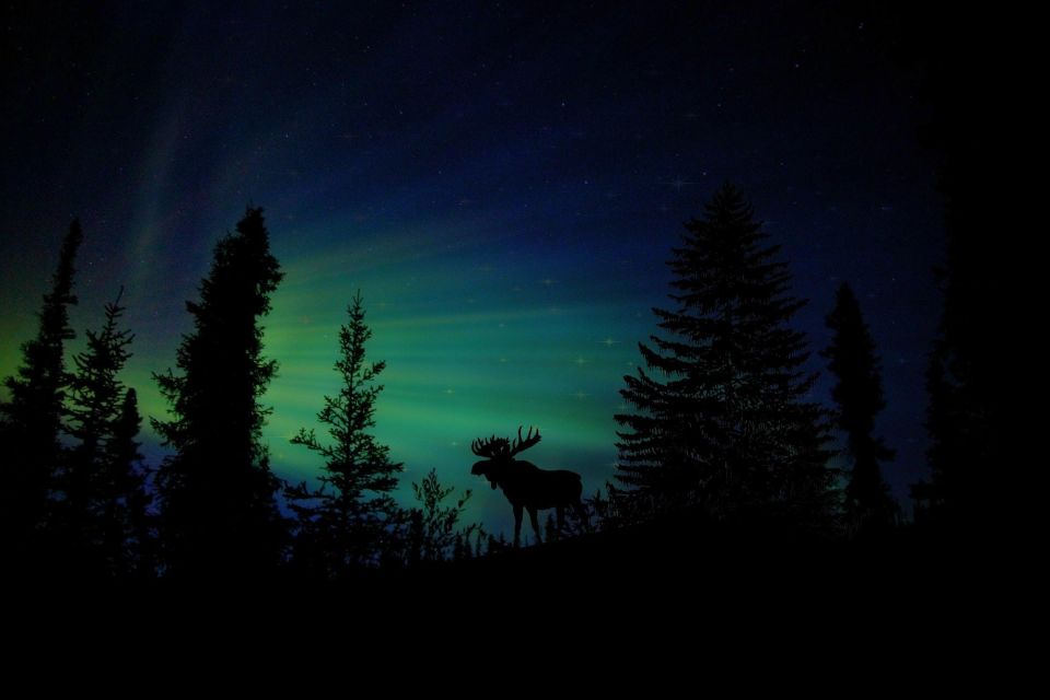 Fairbanks: Northern Lights and Chena Hot Springs Tour - Who Will Love This Tour?