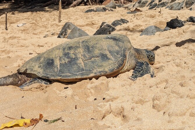 Famed North Shore Tour - Final Thoughts