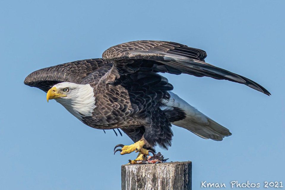 Fast and More 60 minute Airboat Tour on the Homosassa River - Analyzing the Value
