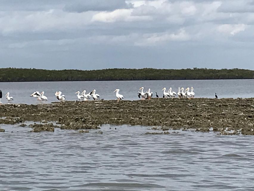 Fast and More 60 minute Airboat Tour on the Homosassa River - Authenticity and Unique Experiences