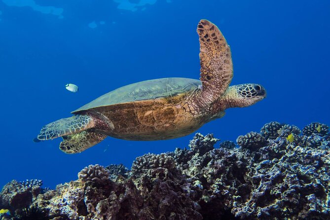 First Time Introductory Scuba Dive - Final Thoughts