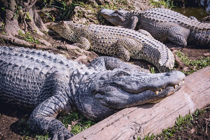 Florida Everglades Airboat Adventure plus Miami Biscayne Bay Cruise - A Deep Dive into the Tour Experience